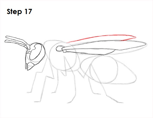 How to Draw a Wasp
