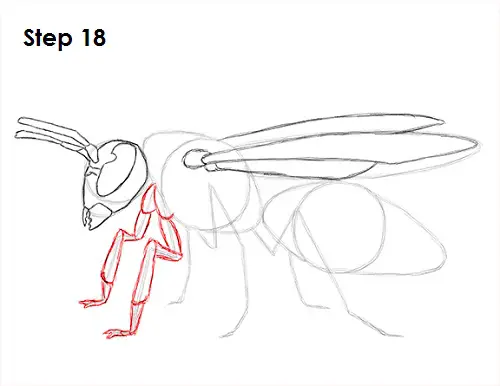 How to Draw a Wasp