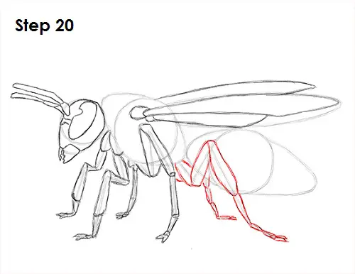 How to Draw a Wasp
