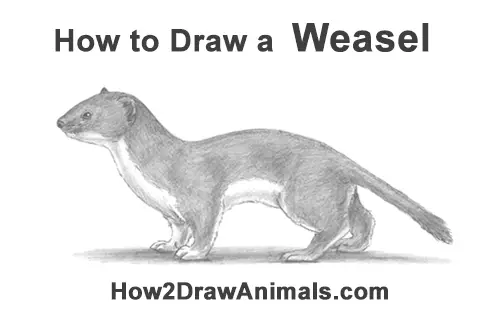 How to Draw a Weasel VIDEO & Step-by-Step Pictures