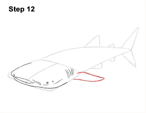 How to Draw a Whale Shark VIDEO & Step-by-Step Pictures