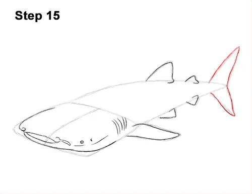 How to Draw a Whale Shark VIDEO & Step-by-Step Pictures