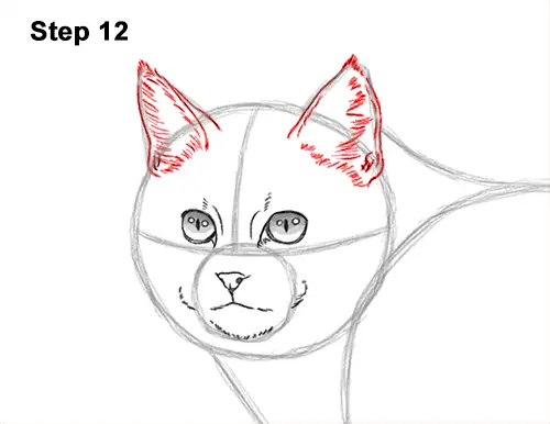 How to Draw a Wildcat VIDEO & Step-by-Step Pictures