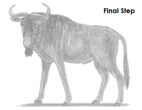 How to Draw a Wildebeest