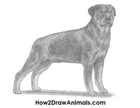 How to Draw a Rottweiler